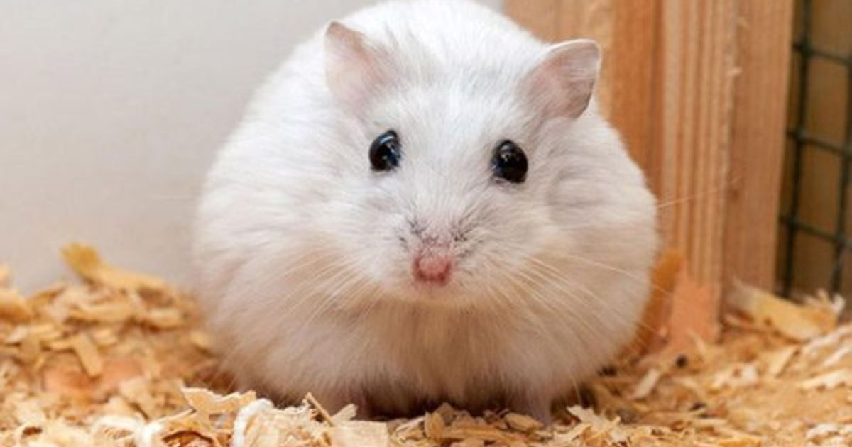 Các loại lót chuồng cho hamster và cách sử dụng của từng loại